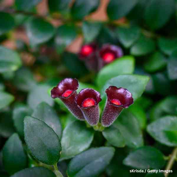Lipstick Plant: The Ultimate Guide to Growing and Caring for It ...
